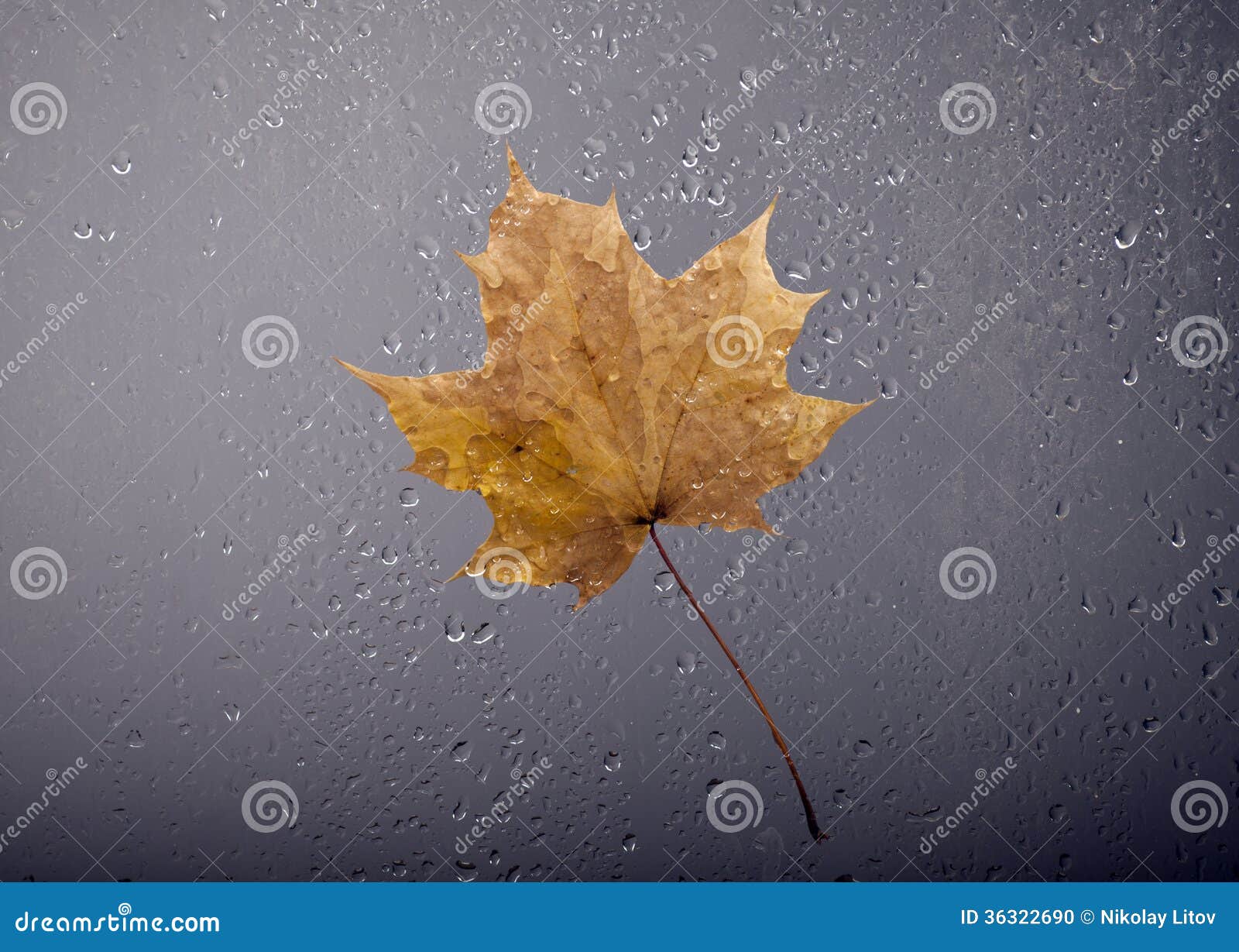 Autumn Views through the Window Stock Photo - Image of autumn, flora ...