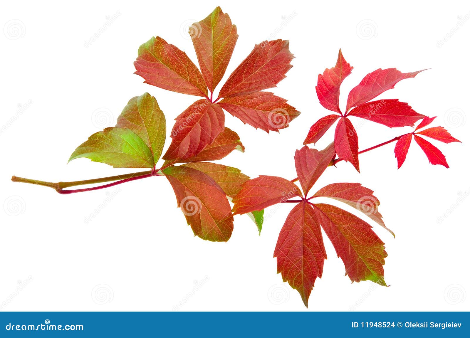 Autumn vine leaf stock photo. Image of leaves, decoration - 11948524