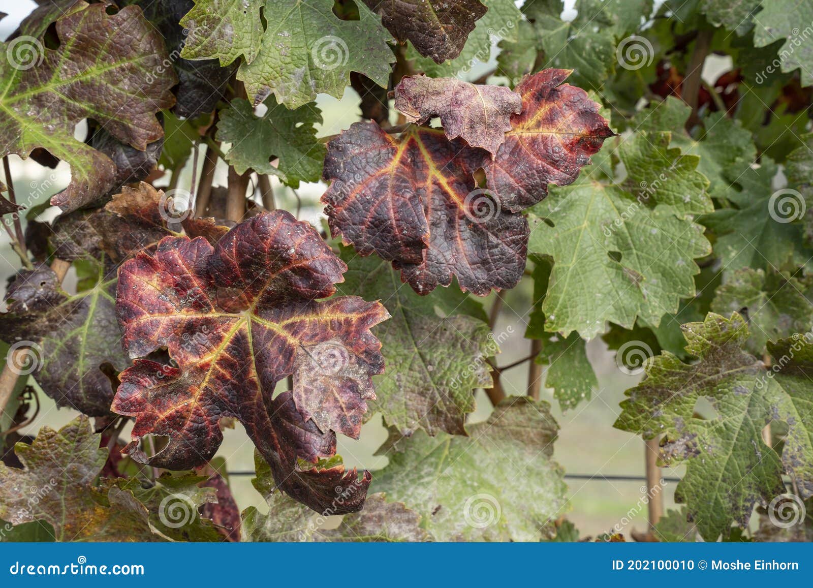 Autumn Vine Leaves stock photo. Image of green, food - 202100010