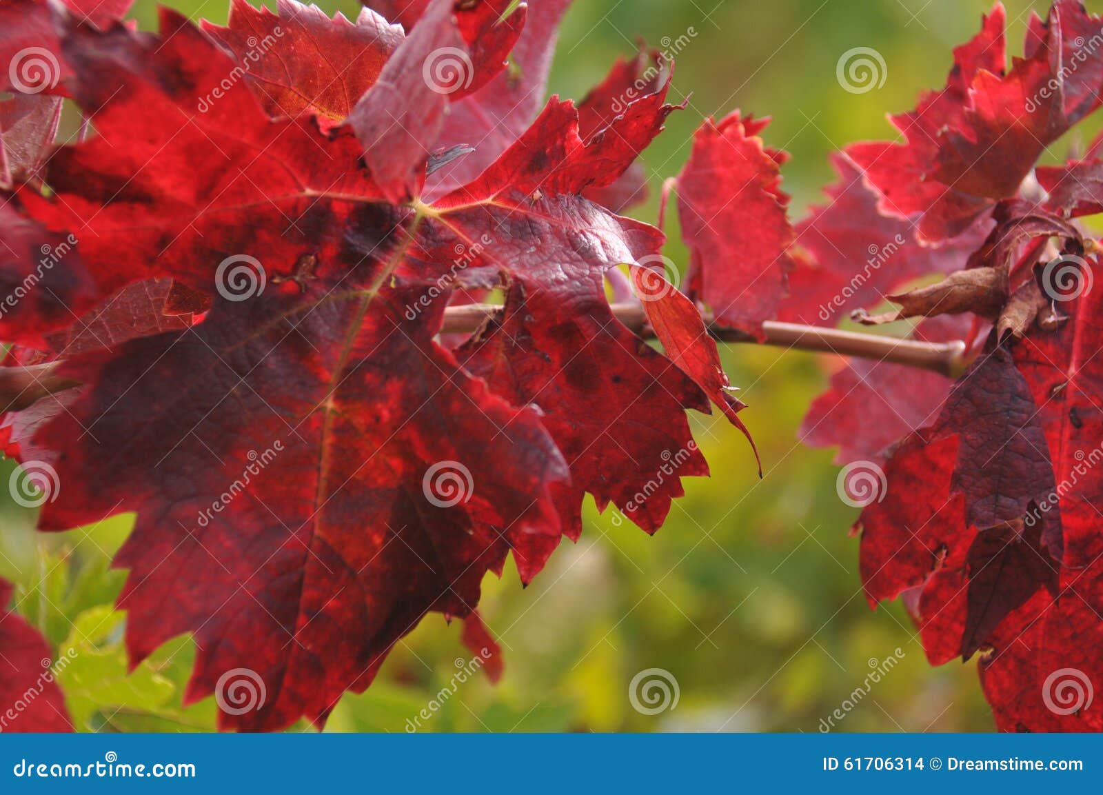 Autumn stock photo. Image of vine, produce, autumn, wine - 61706314