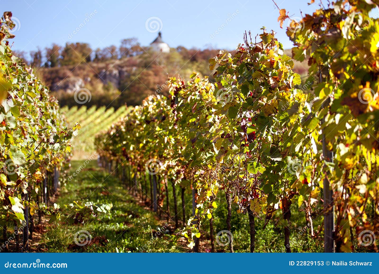 Autumn Vineyard stock image. Image of bright, forest - 22829153