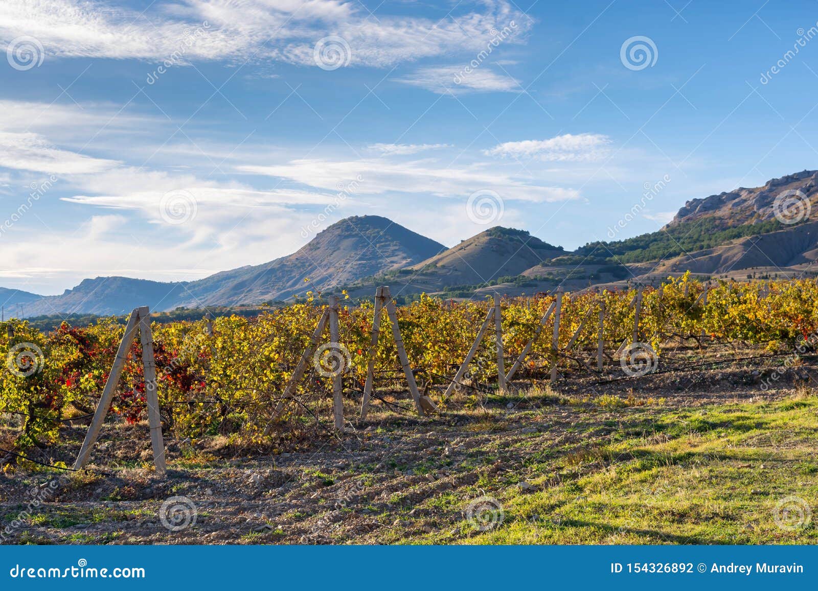 Autumn Vineyard stock photo. Image of agriculture, vineyards - 154326892