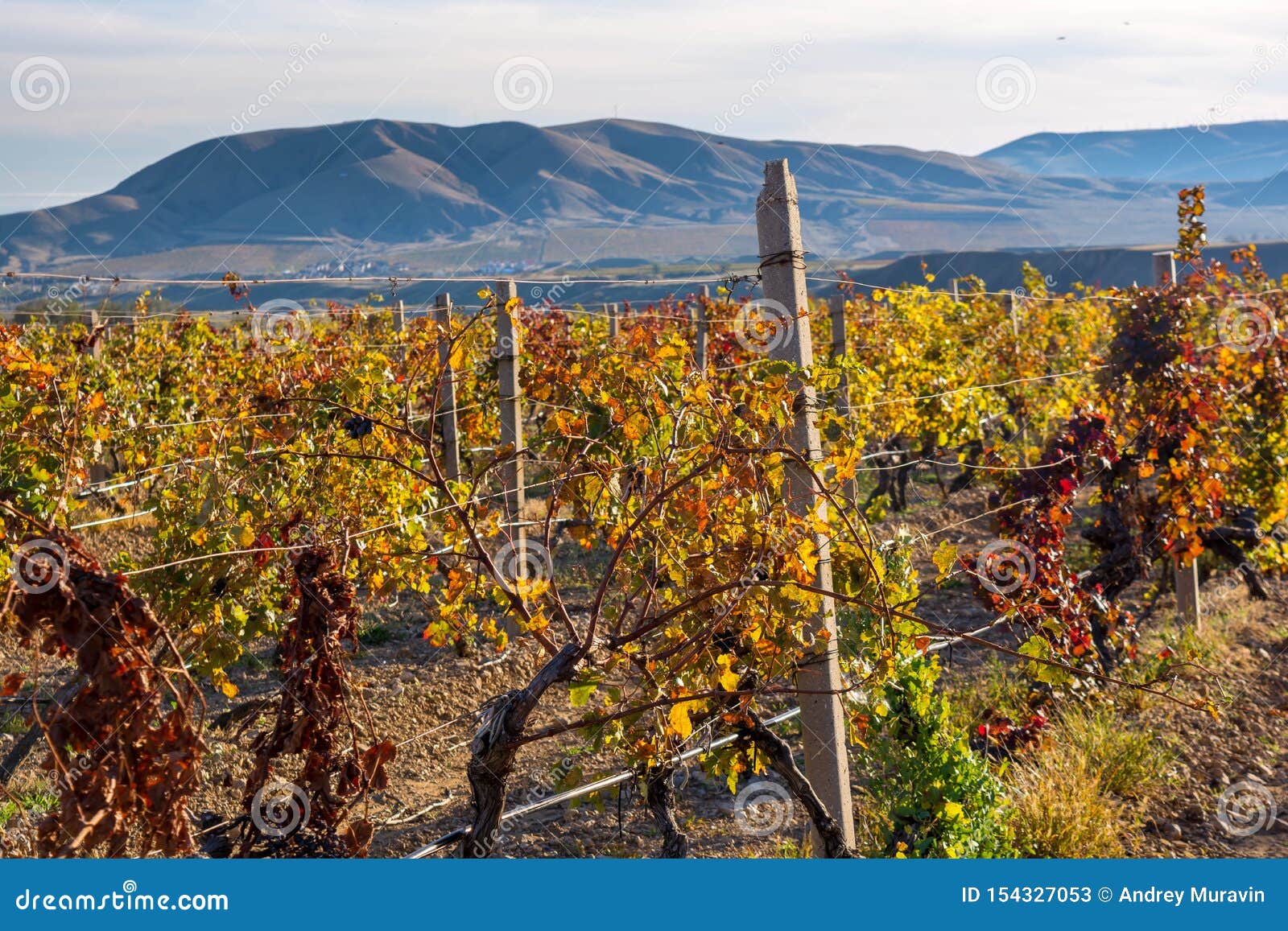 Autumn Vineyard stock image. Image of winery, agriculture - 154327053