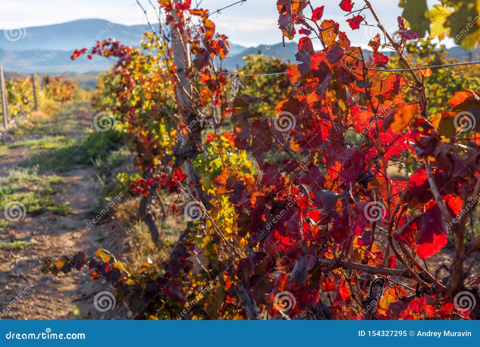 Autumn Vineyard stock image. Image of season, tuscany - 154327295