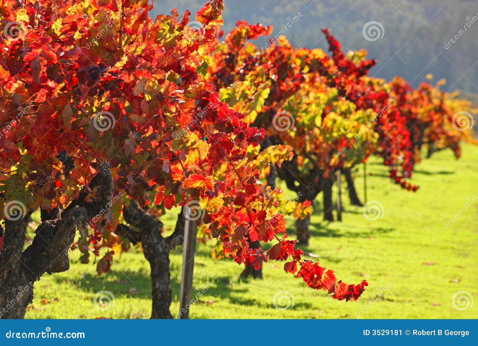 Autumn Vineyard/Napa Valley Stock Image - Image of beverage, warm: 3529181