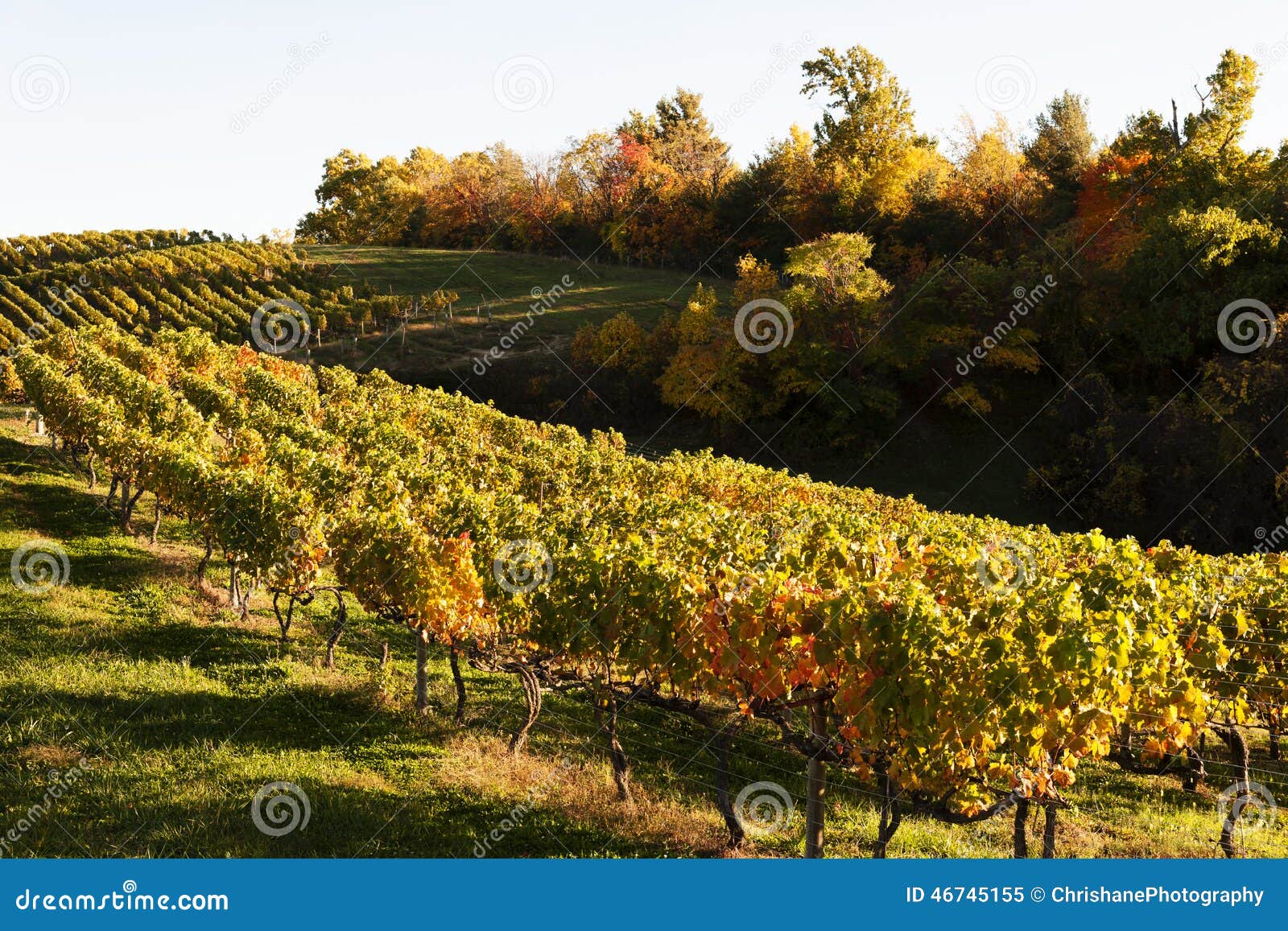 Autumn Vineyard in Virginia Stock Image - Image of landscape, mountains ...
