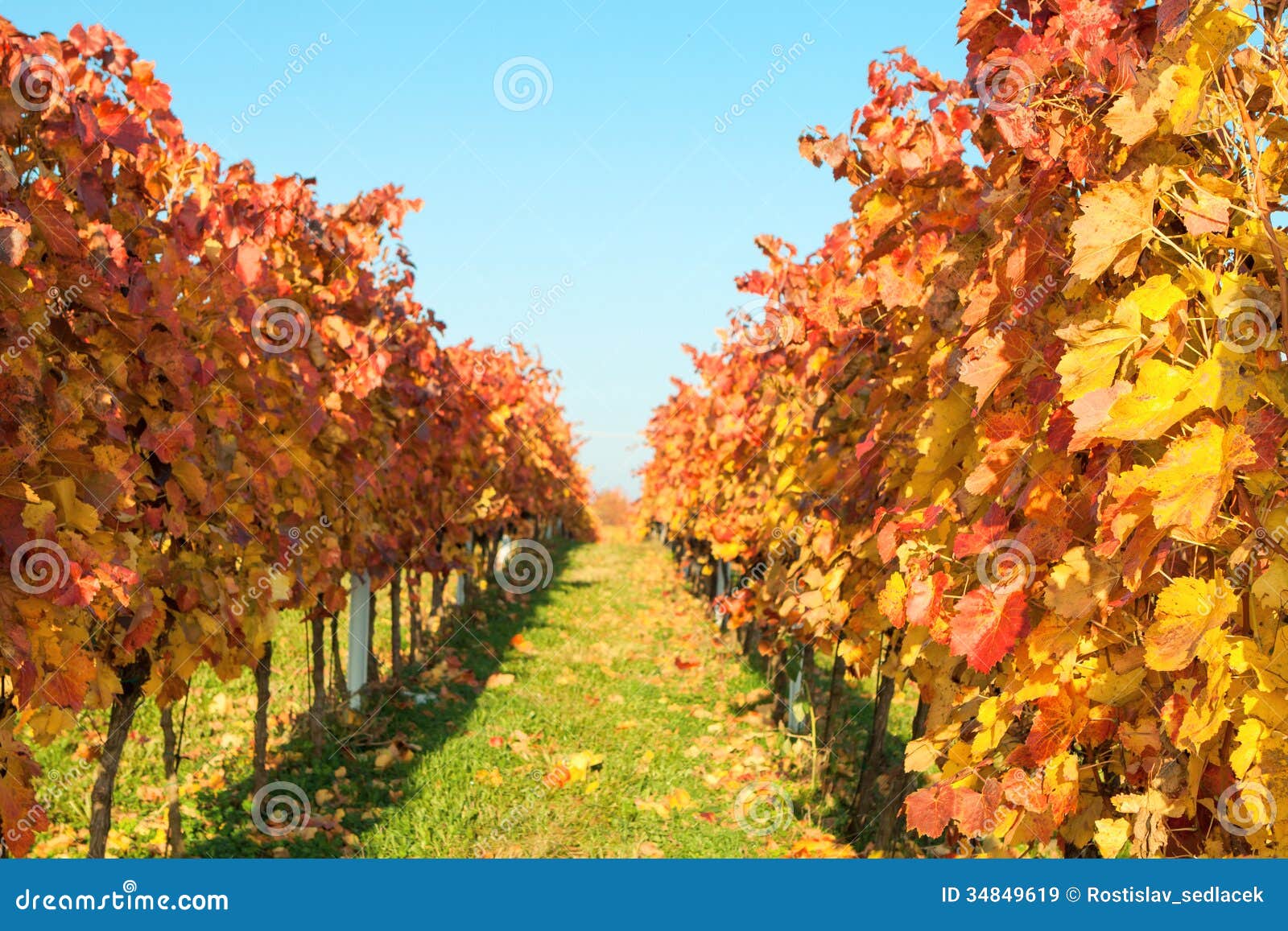 Autumn Vineyards with Colorful Leaves Stock Image - Image of scene ...