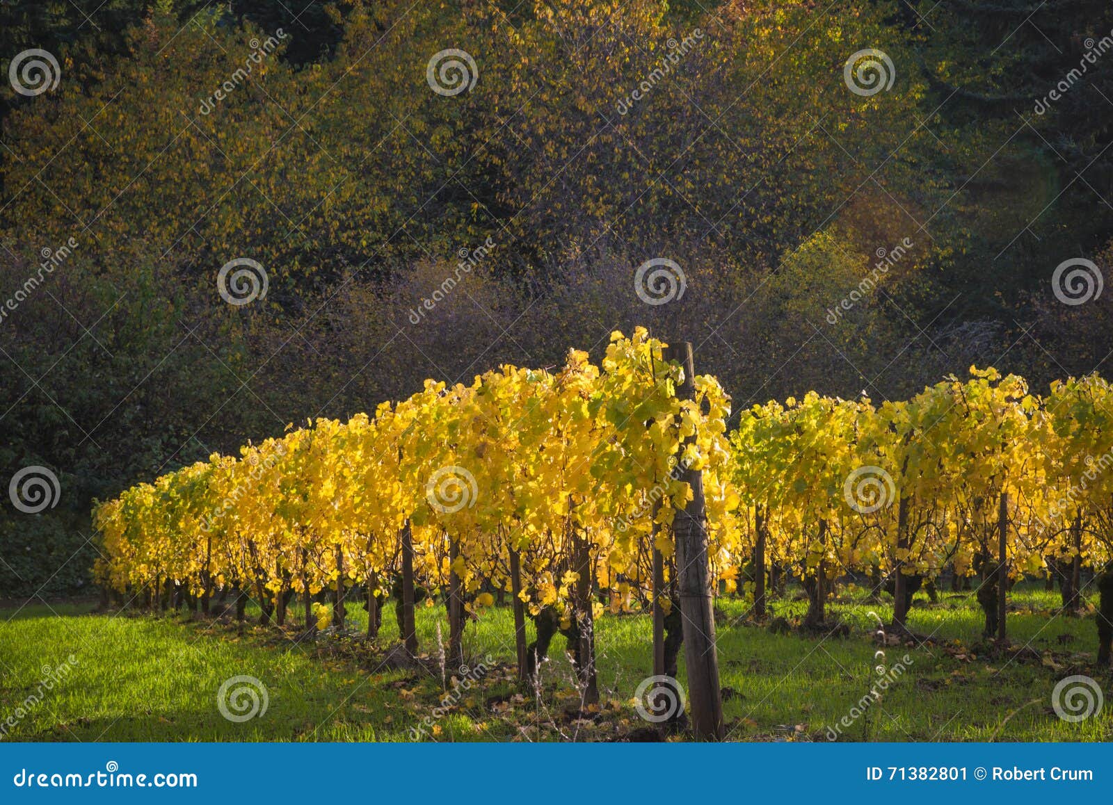 Autumn Vineyards, Willamette Valley, Oregon Stock Image - Image of fall ...