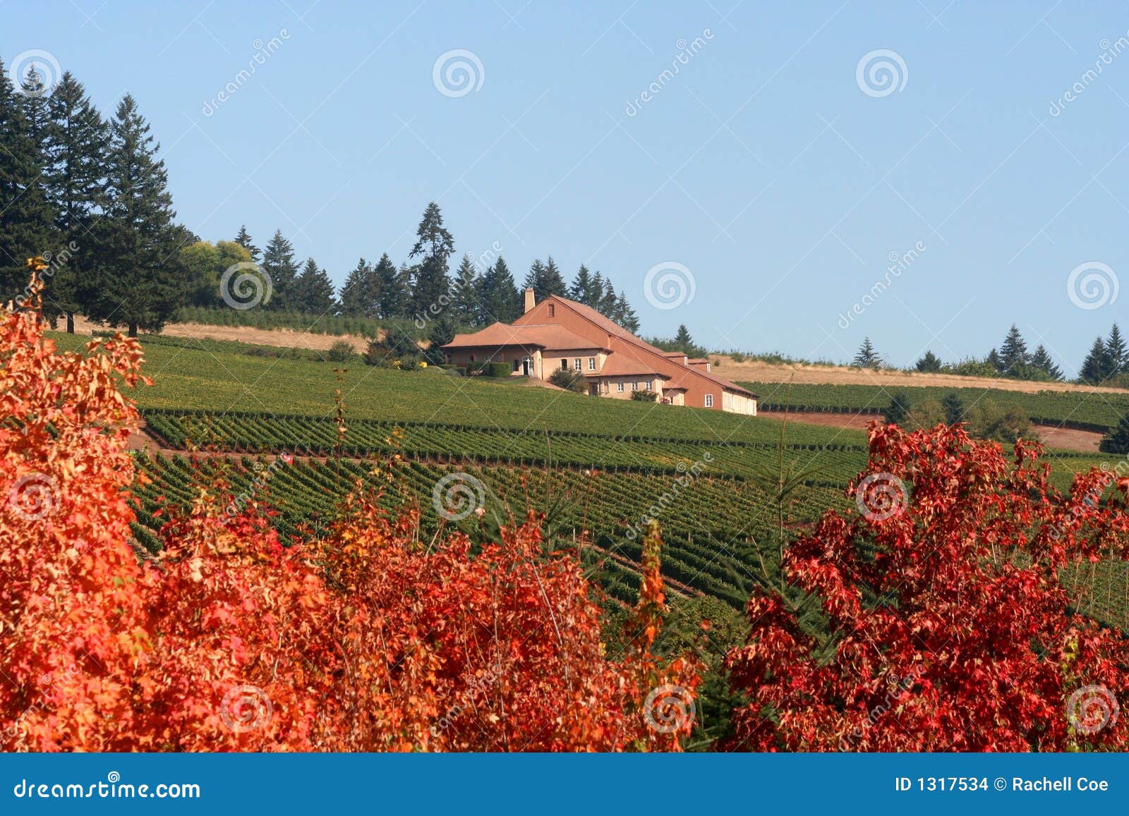 Autumn Vineyards and Winery Stock Photo - Image of field, picturesque ...