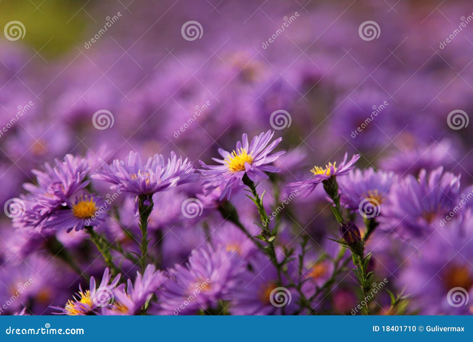 Autumn violet flowers stock photo. Image of botany, park - 18401710