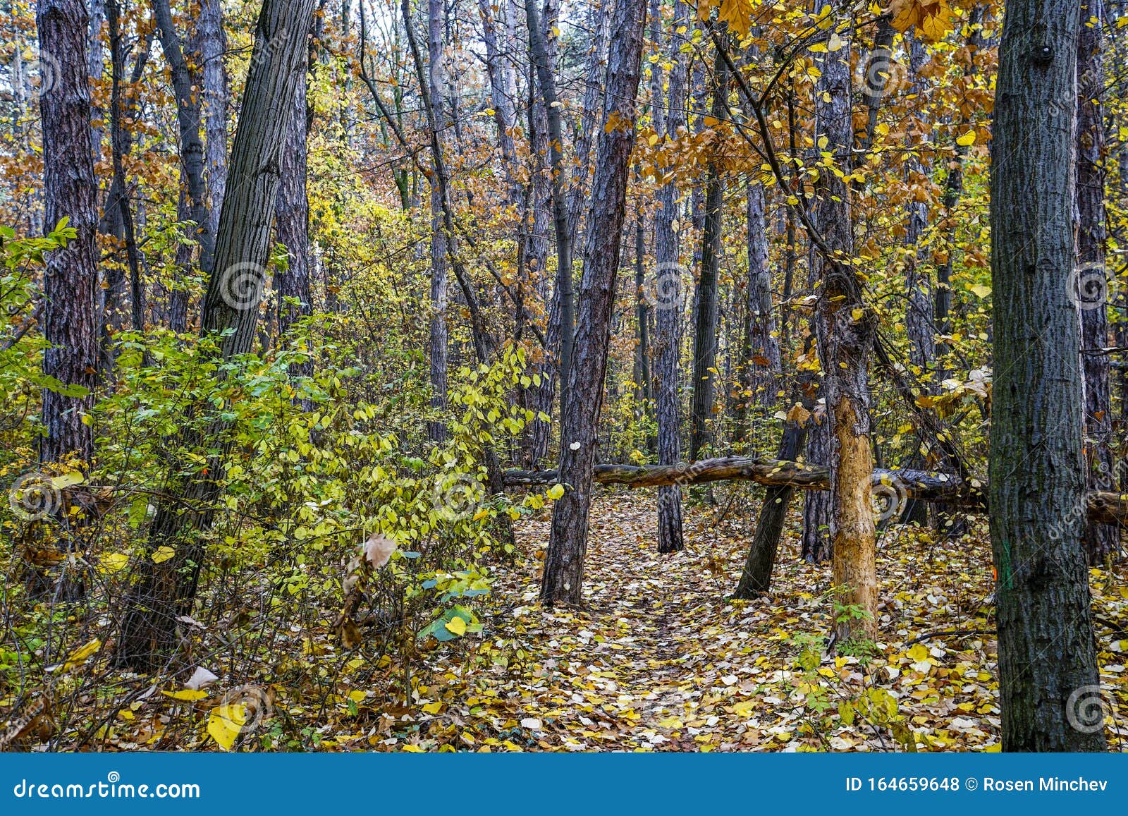 03_Autumn in Vitosha Mountain, Sofia, Bulgaria. Stock Photo - Image of ...