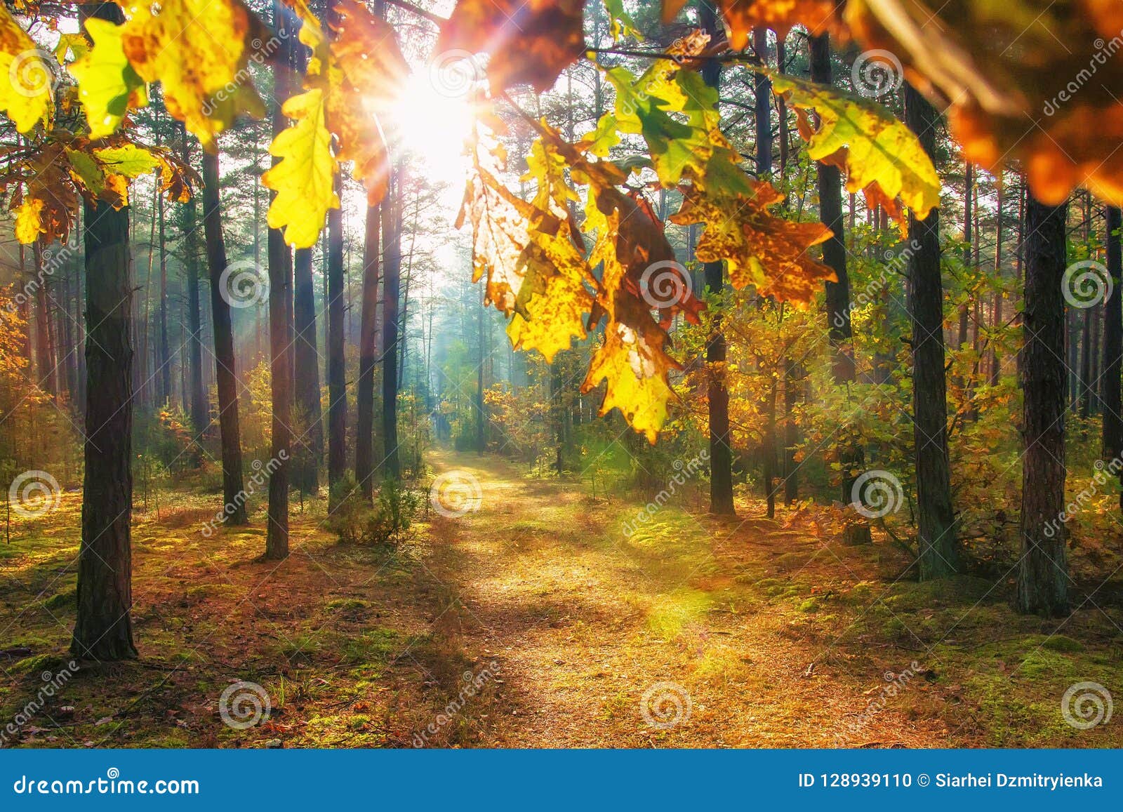 Autumn in Vivid Forest. Bright Sun through Colorful Leaves on Forest ... Autumn in Vivid Forest. Bright Sun through Colorful Leaves on Forest ...