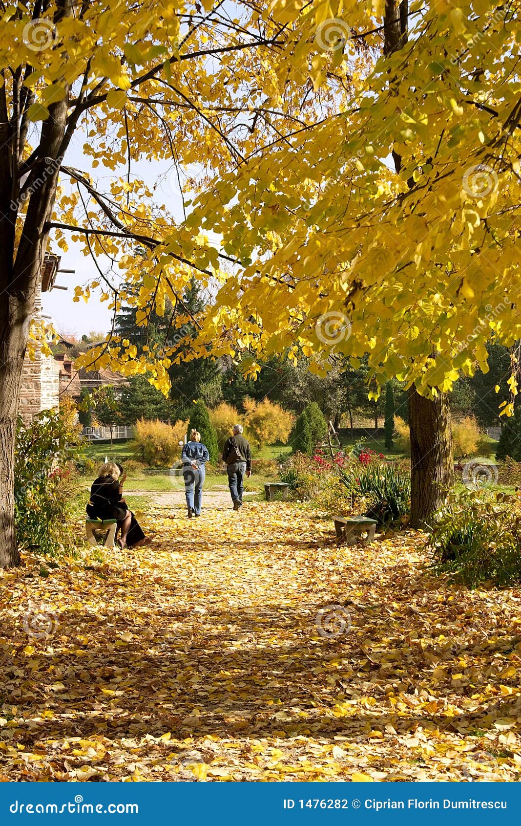 Autumn walk stock photo. Image of alley, trees, alone - 1476282