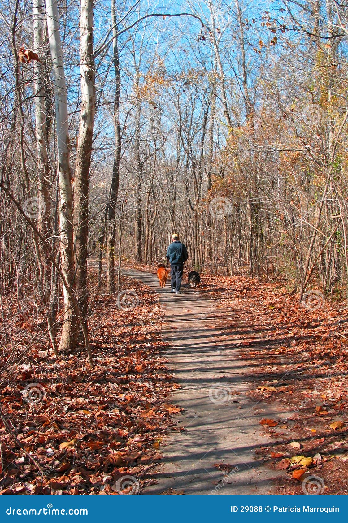 Autumn Walk stock photo. Image of walk, leaves, dogs, trees - 29088