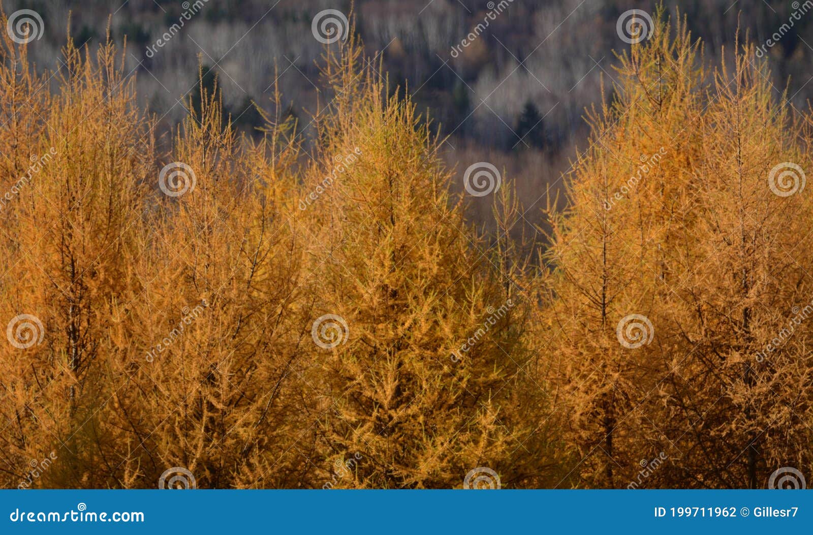 An Autumn Walk in the Canadian Forest in Quebec Stock Photo - Image of ...