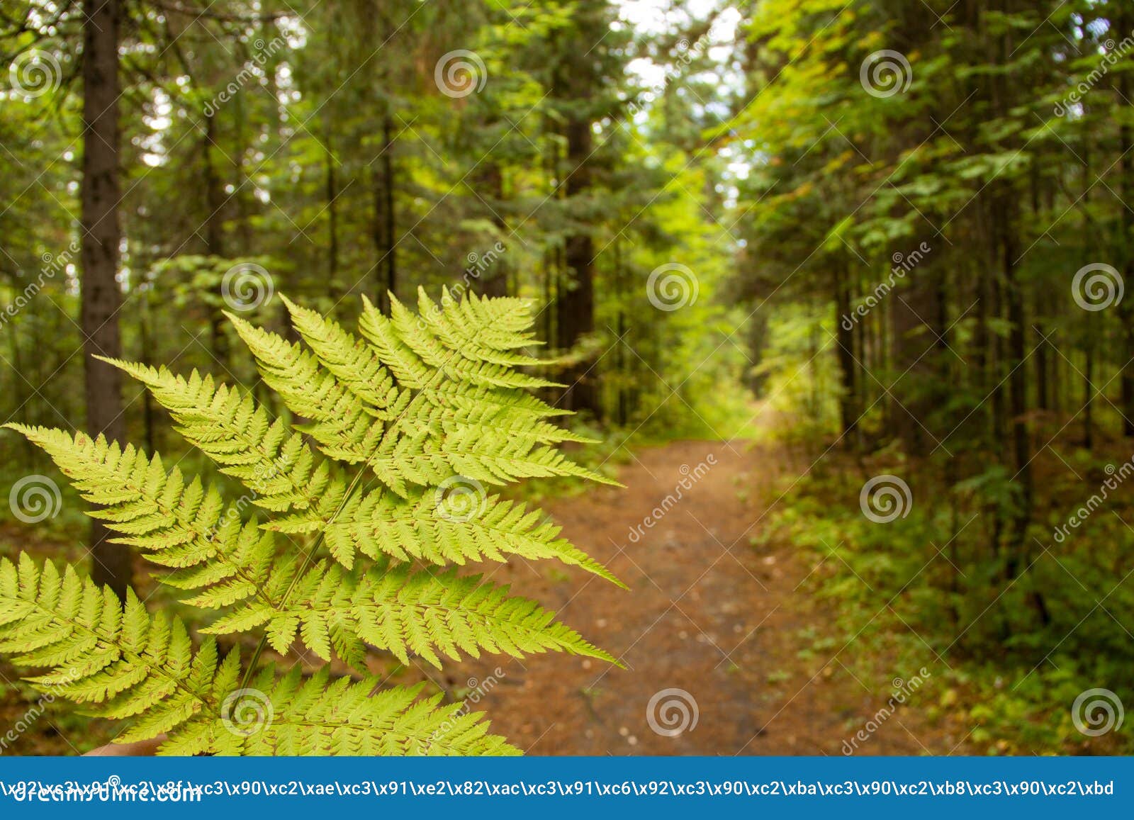 Walk in the Autumn Forest - Trail among Ferns Stock Photo - Image of ...