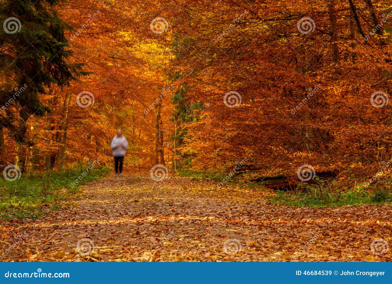 Autumn Walk in the Forest stock image. Image of trees - 46684539