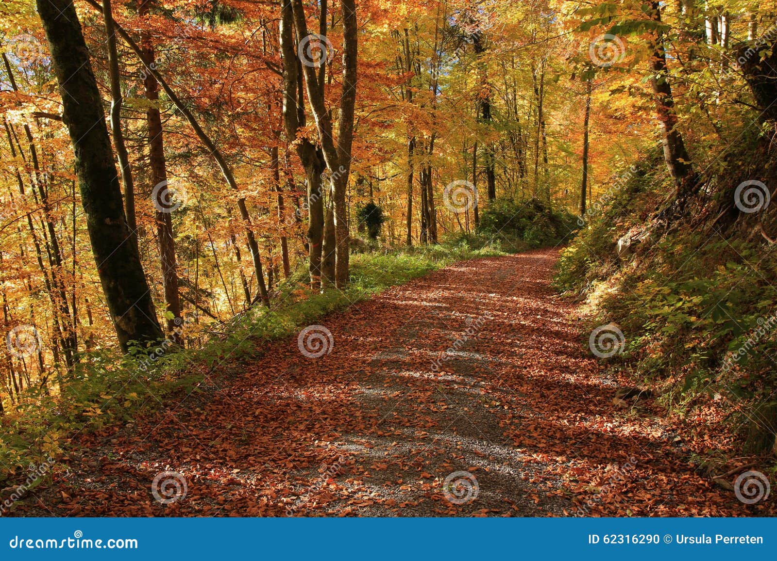 Autumn Walk in a Golden Beech Forest Stock Photo - Image of life ...