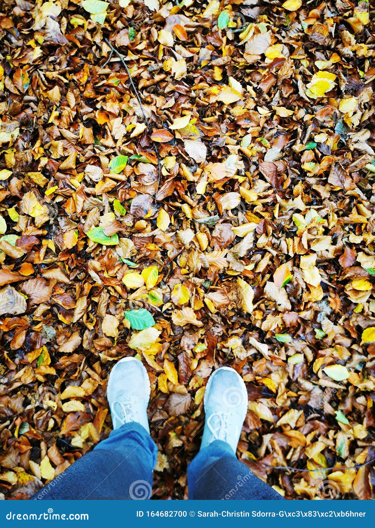 Autumn Walk Over the Colorful Leafy Ground Stock Photo - Image of leafy ...