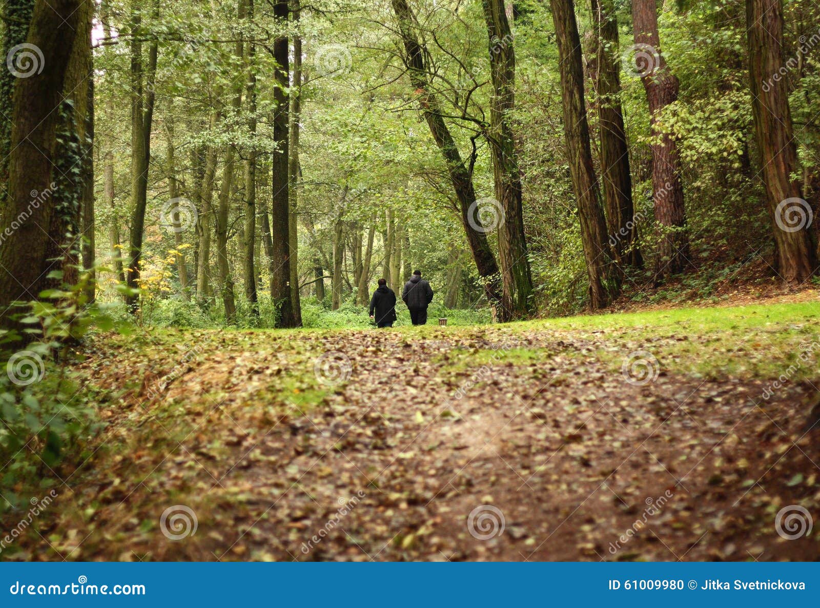 Autumn walk stock photo. Image of fallen, lifestyle, leaves - 61009980