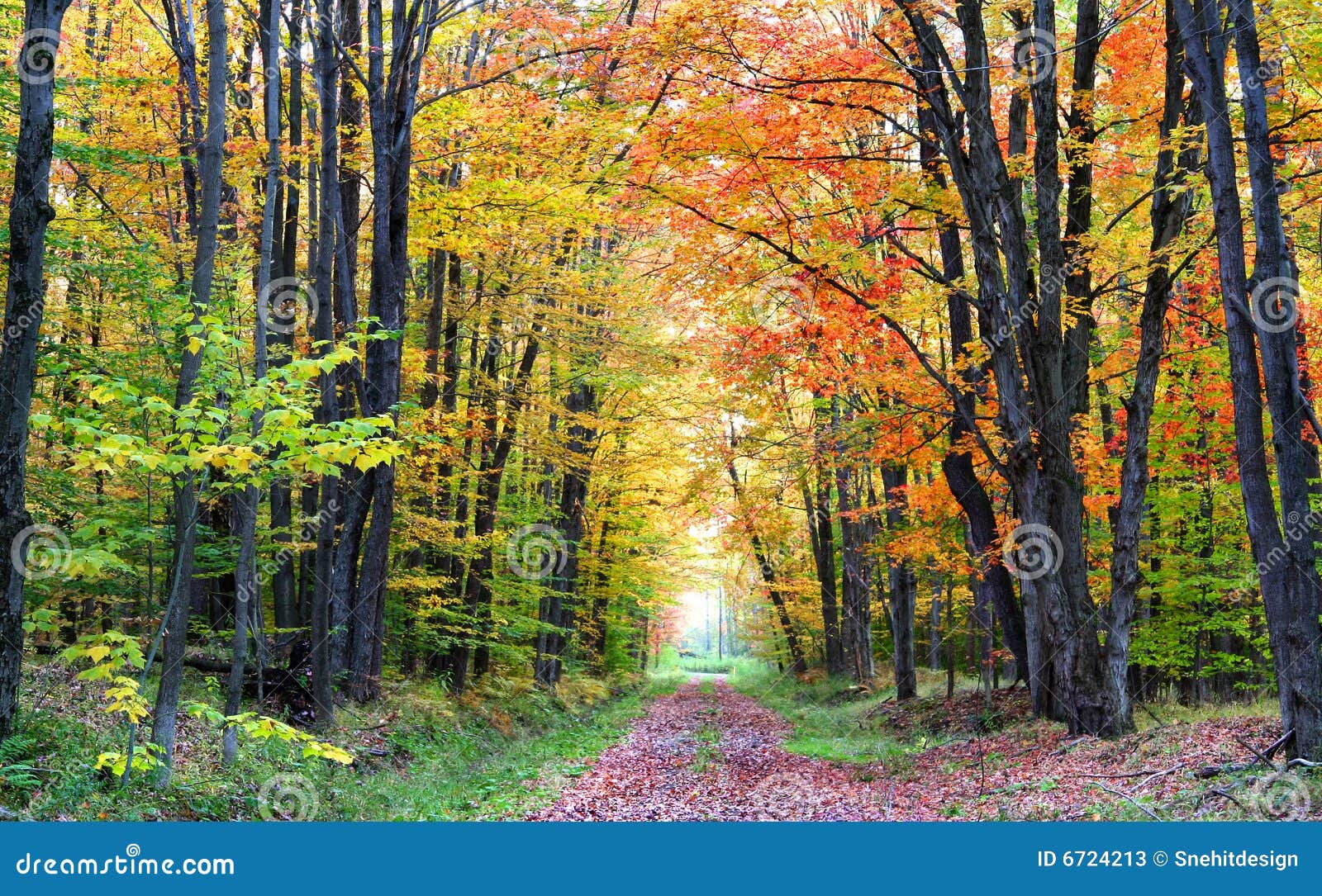 Autumn Walk Way stock image. Image of foliage, leafs, orange - 6724213