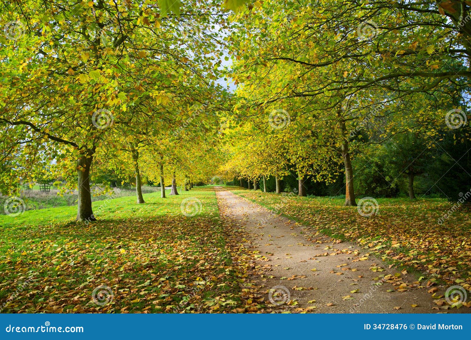 Autumn walk in the woods stock photo. Image of nature - 34728476