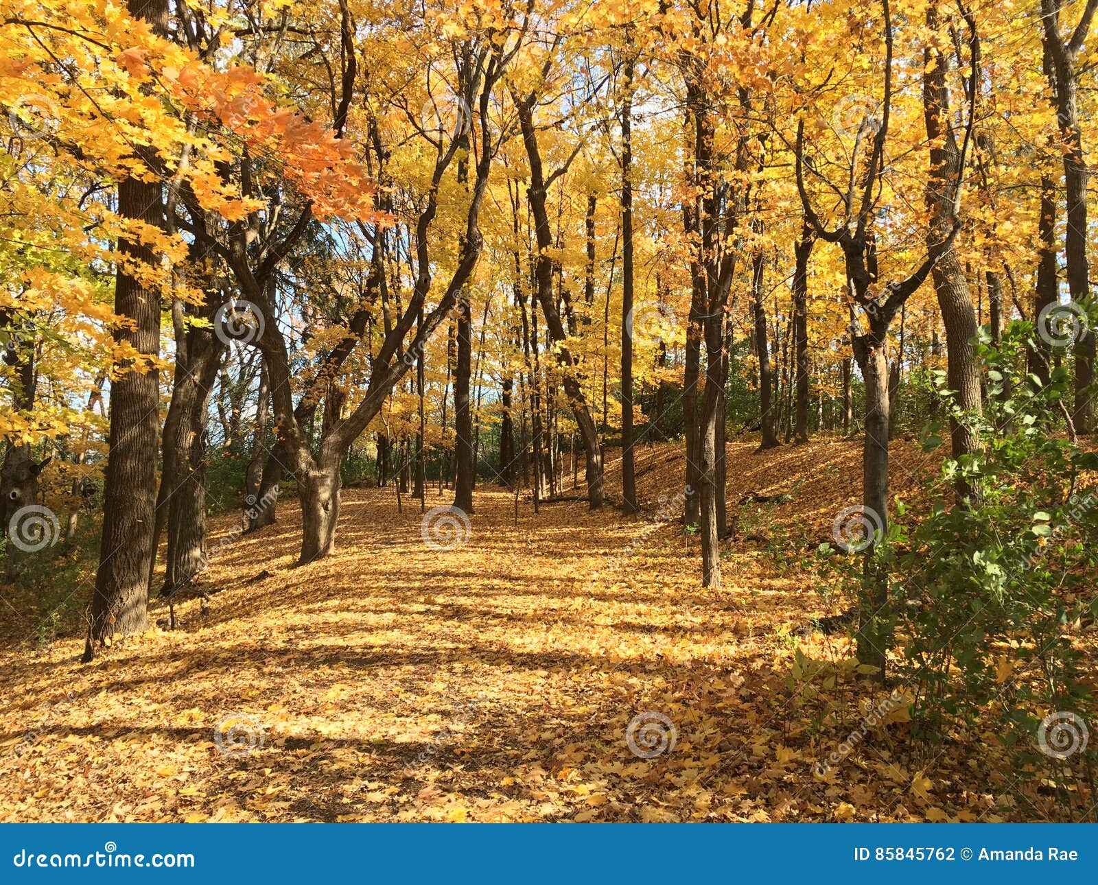 Autumn Walk in the Woods stock photo. Image of autumn - 85845762