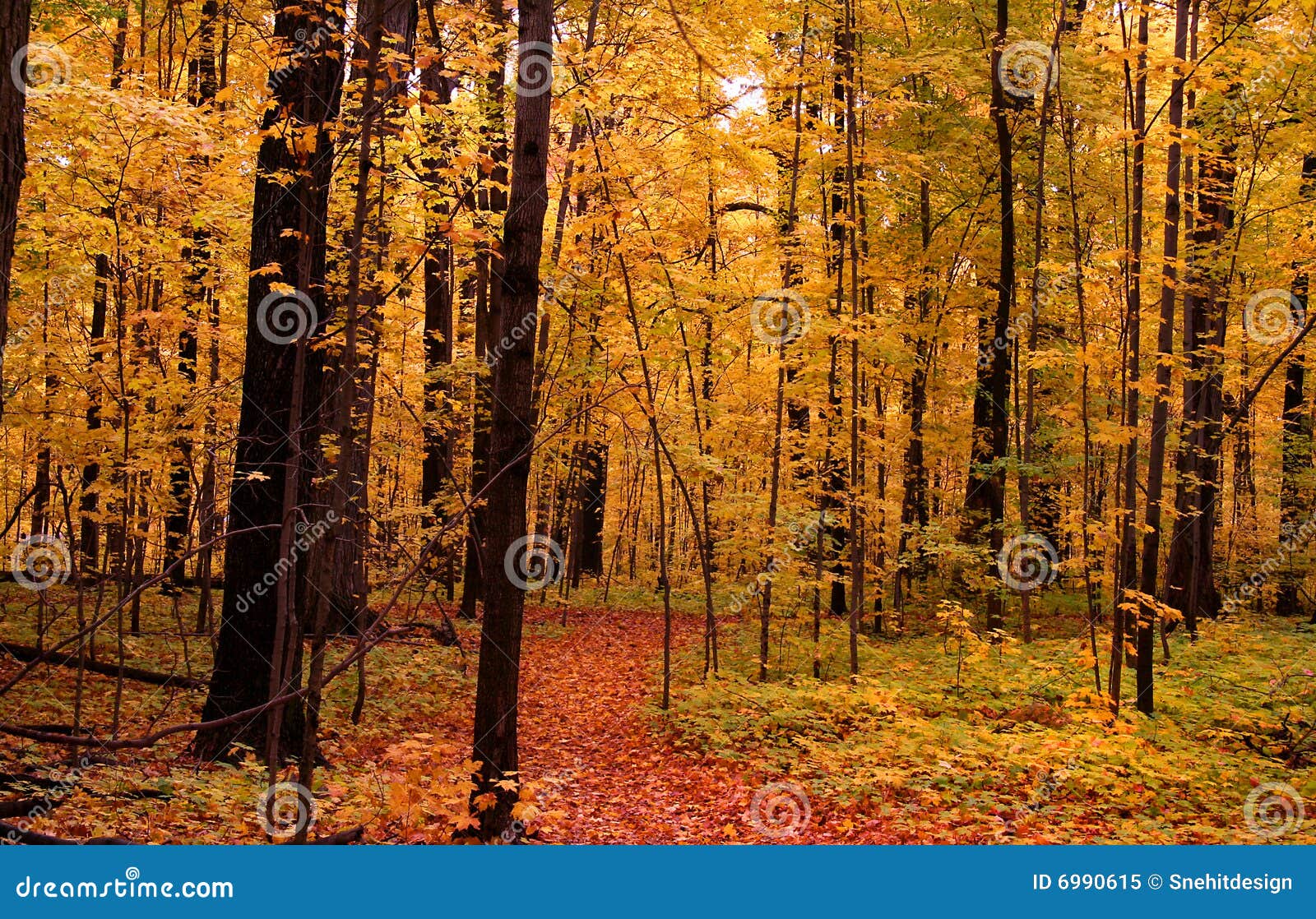 Autumn Walkway stock image. Image of colorful, peaceful - 6990615