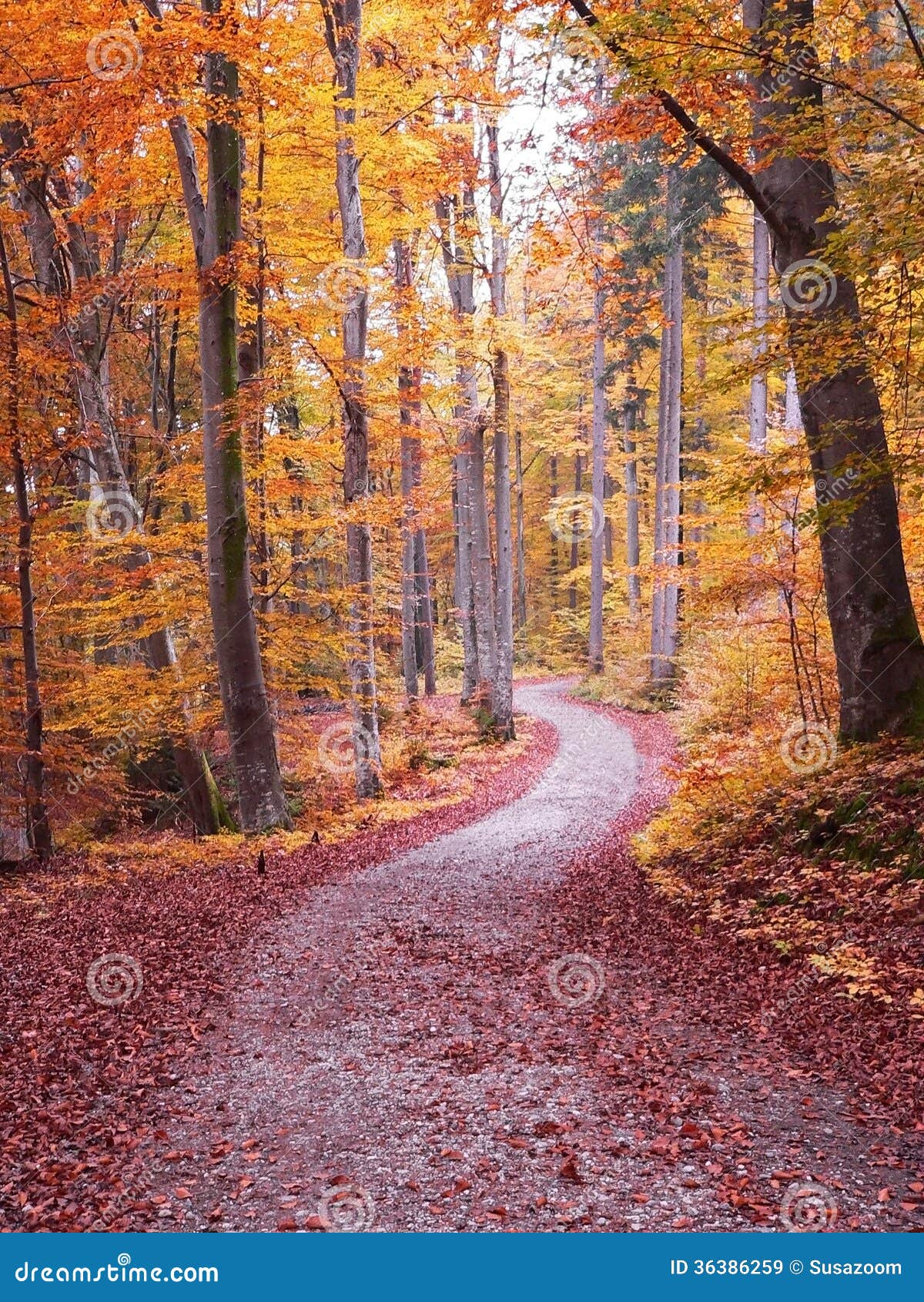 Autumn Walkway through Beech Tree Forest Stock Image - Image of lane ...