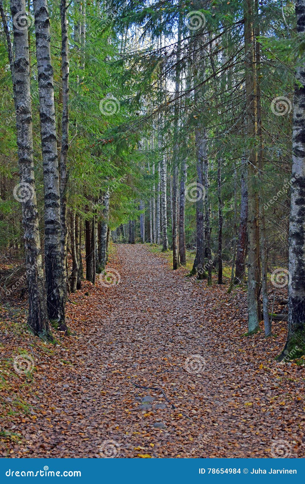 Autumn walkway stock photo. Image of outdoors, footpath - 78654984