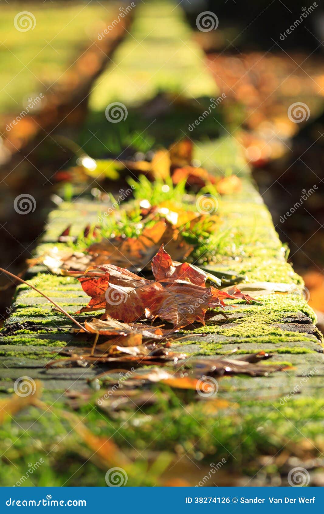Autumn wall stock photo. Image of leaf, grass, branch - 38274126