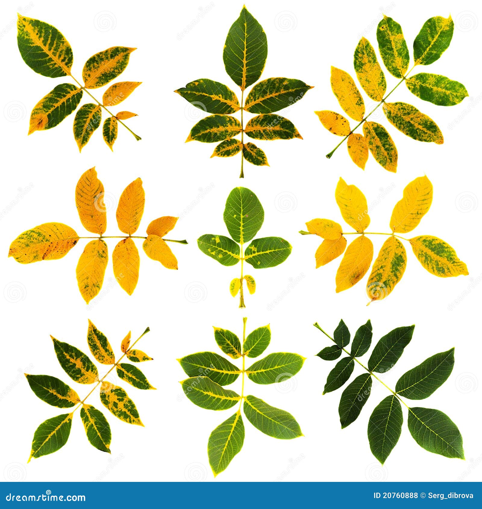 Autumn walnut leaves stock photo. Image of season, orange - 20760888