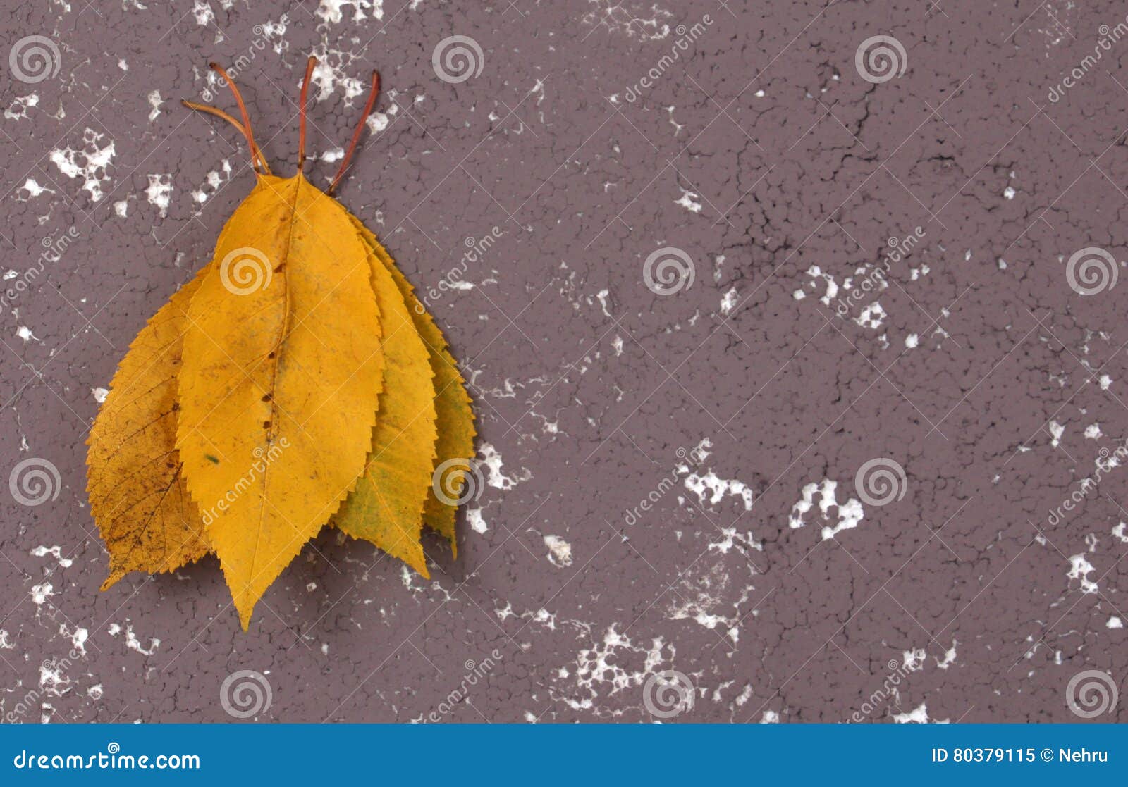 Autumn walnut leaves stock image. Image of ball, agriculture - 80379115