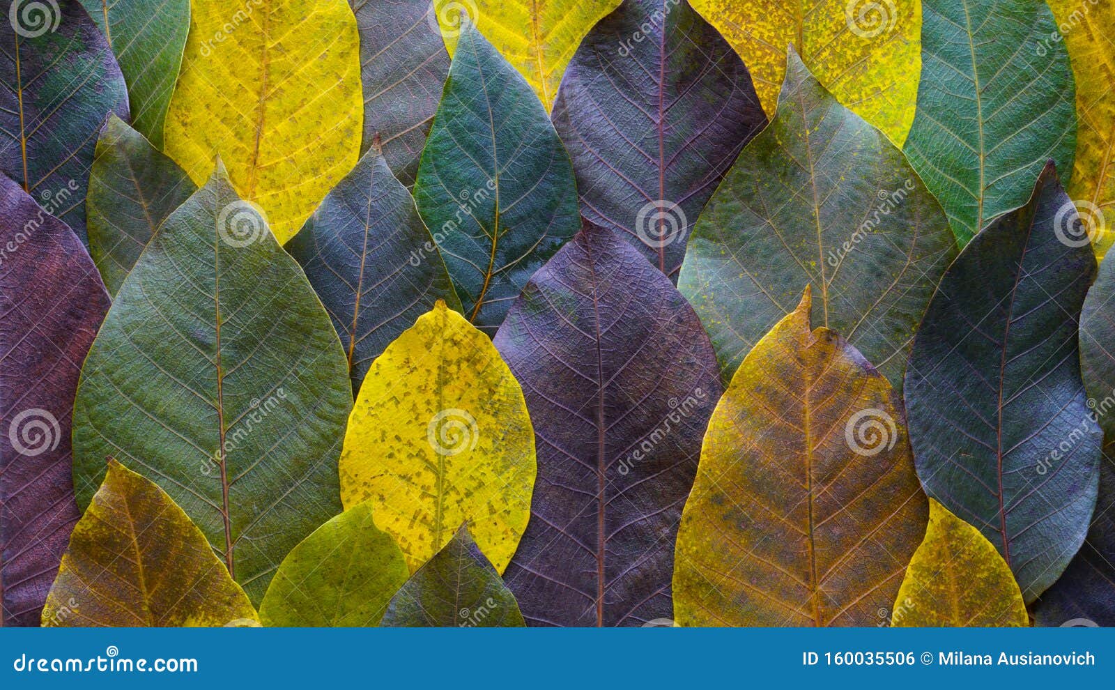 Autumn Walnut Tree Leaves Pattern. Nature Background Stock Photo ...