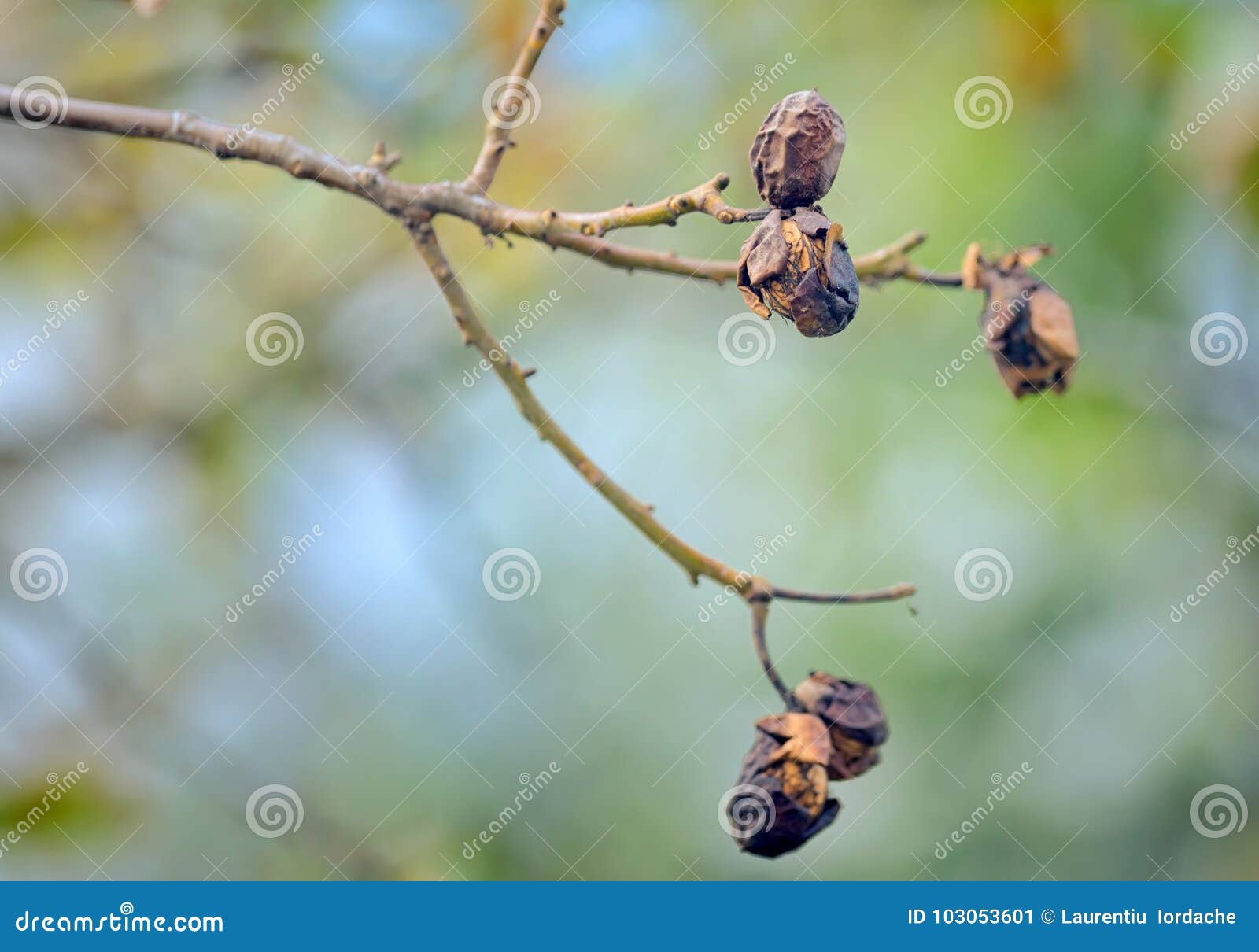 Autumn walnut tree stock image. Image of plant, falling - 103053601