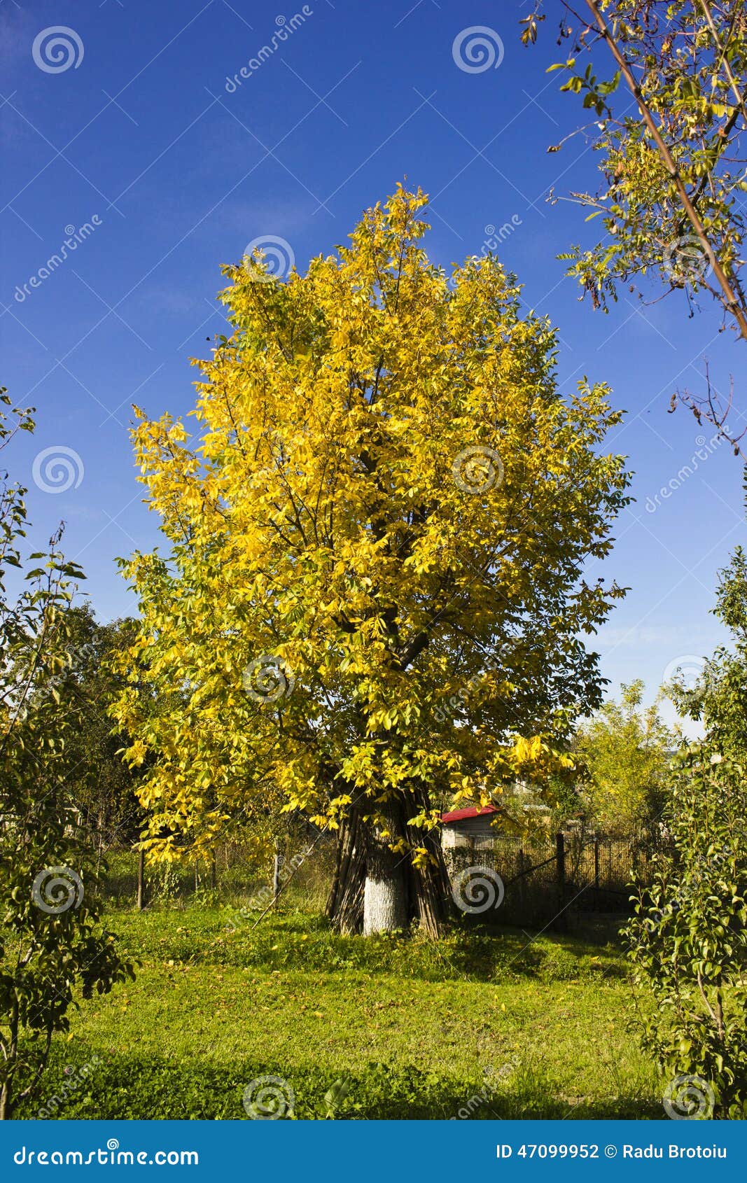 Autumn walnut tree stock photo. Image of blue, fence - 47099952