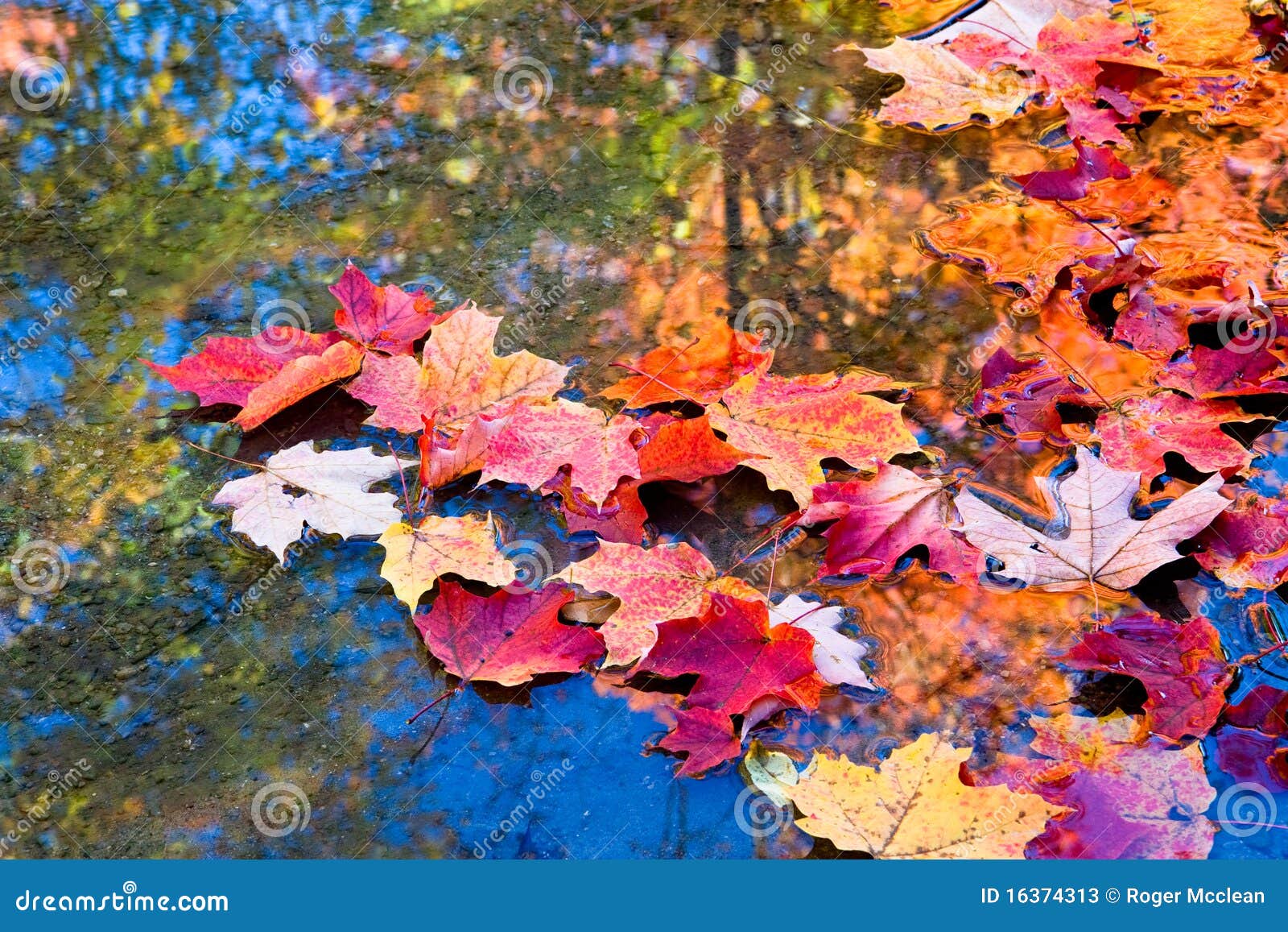 Autumn in water stock image. Image of yellow, stones - 16374313