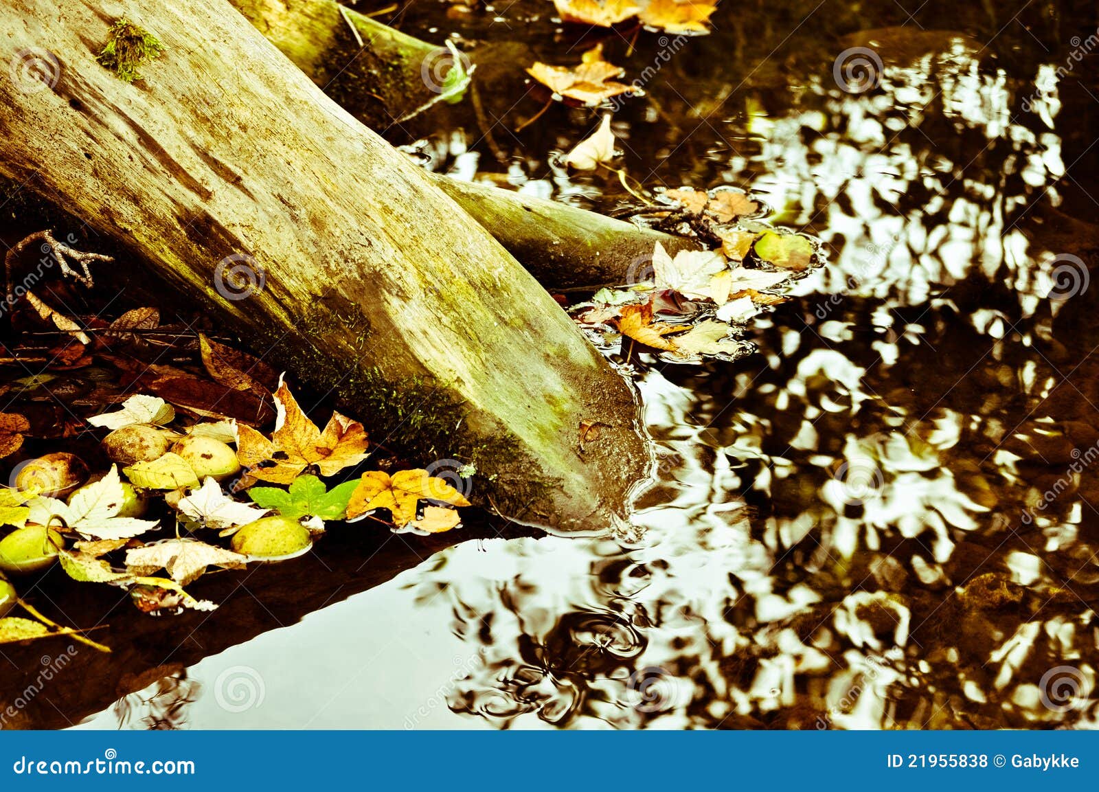 Autumn on the water stock photo. Image of tree, leafs - 21955838