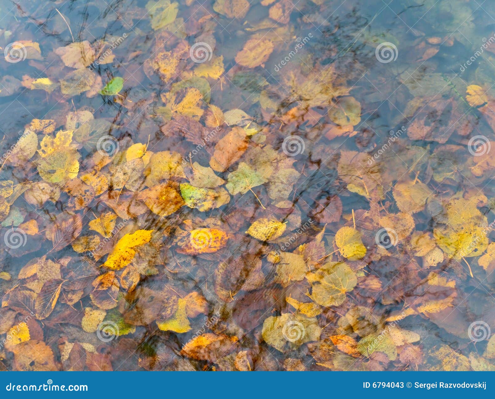 Autumn water and leaves stock image. Image of fall, autumn - 6794043