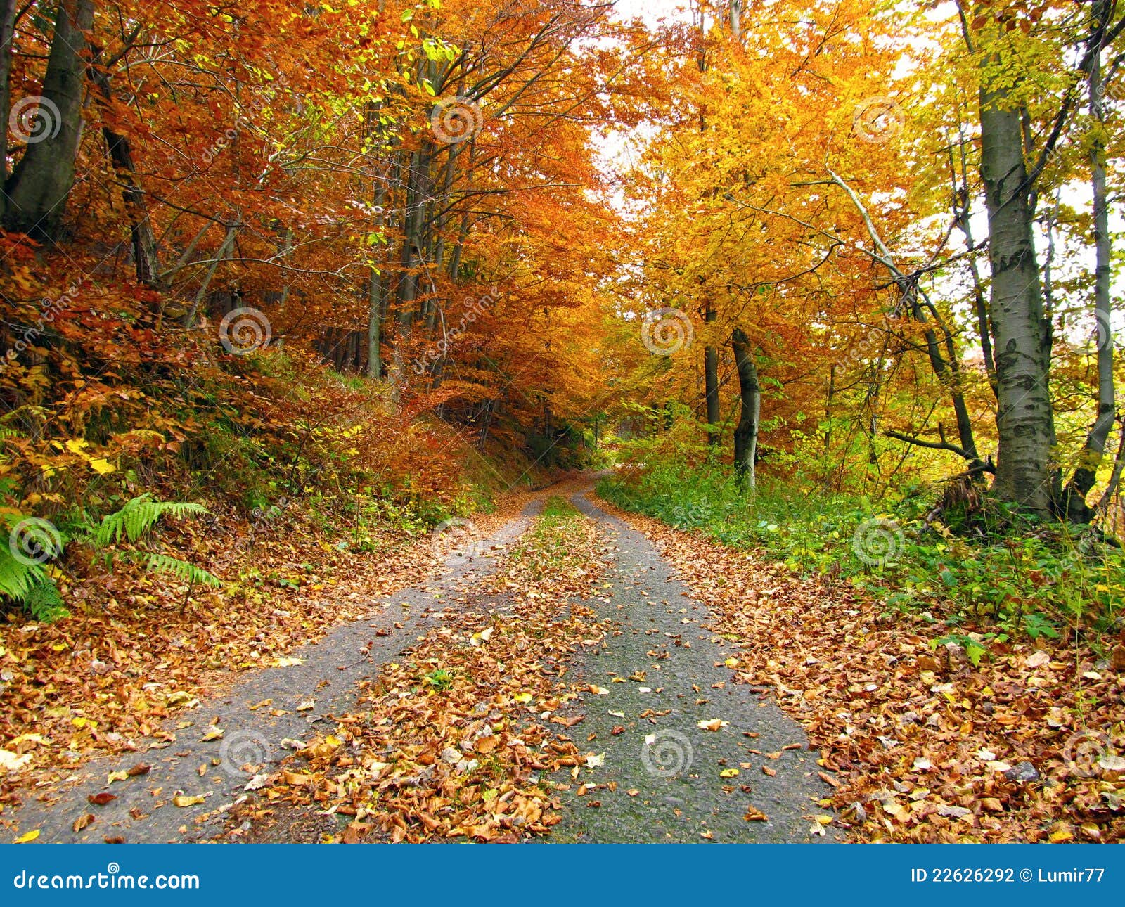 Autumn way stock photo. Image of leaves, wood, trees - 22626292