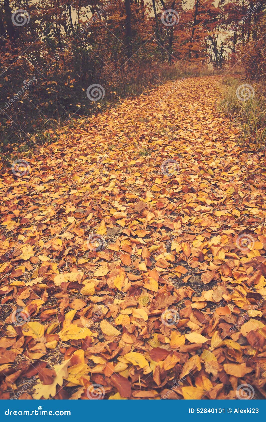 Autumn way stock image. Image of leaves, autumn, colors - 52840101