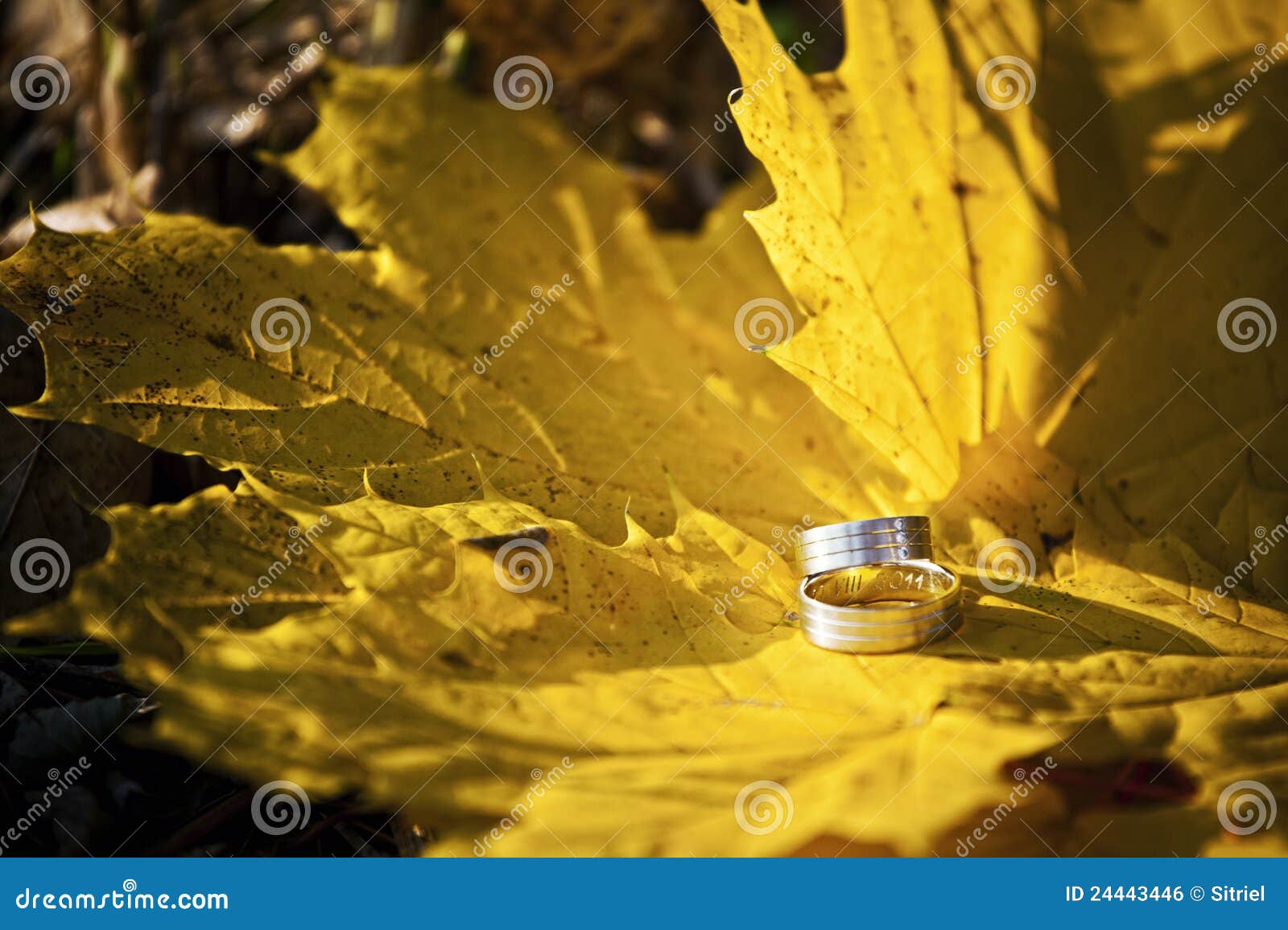 Autumn wedding rings stock photo. Image of multicolor - 24443446