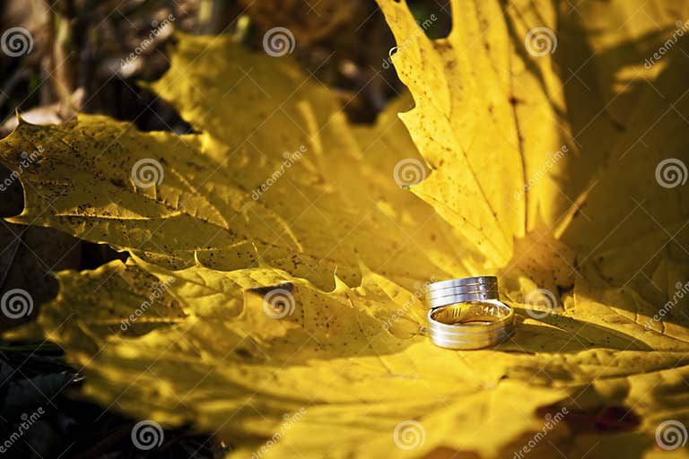 Autumn wedding rings stock photo. Image of multicolor - 24443446