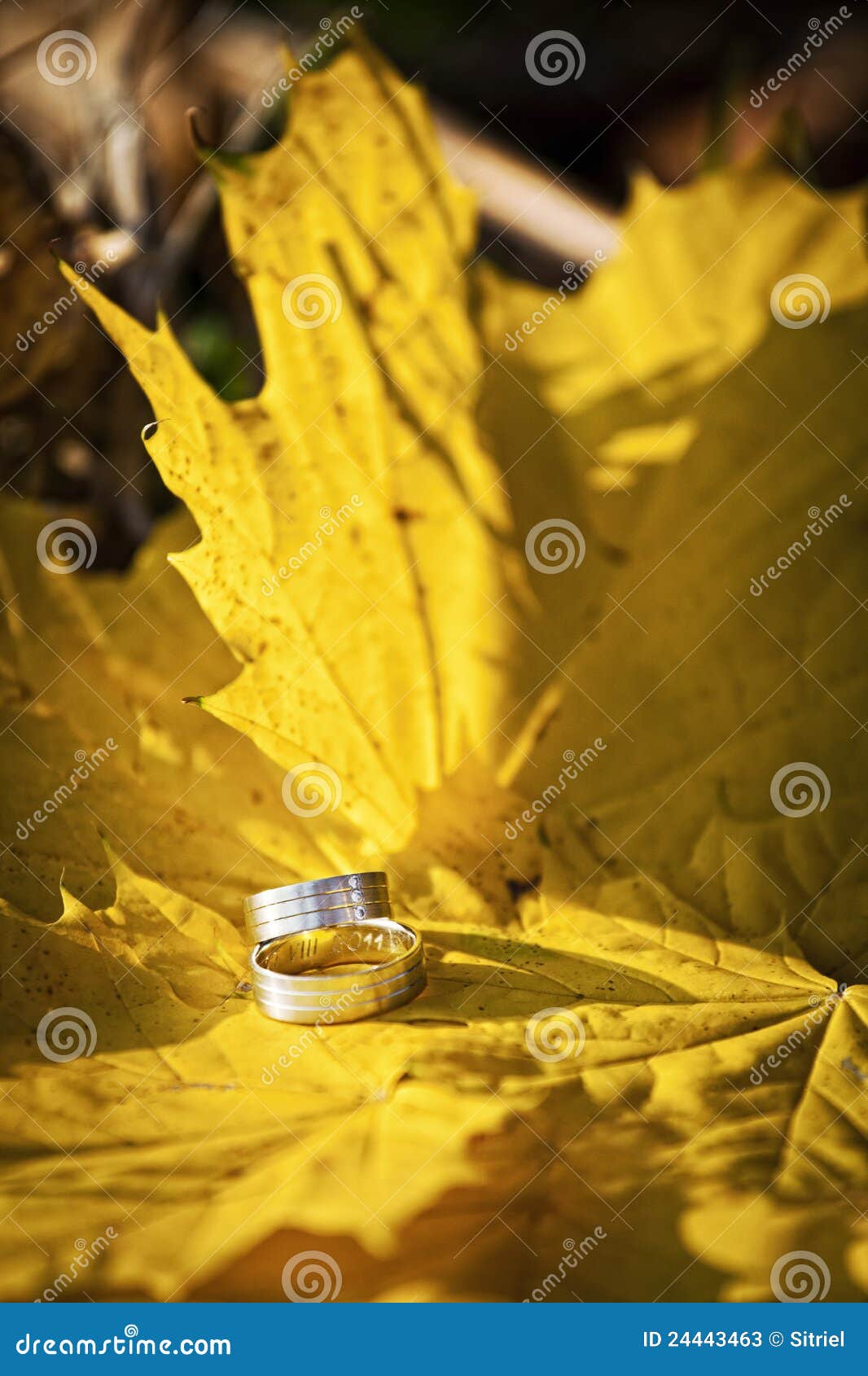 Autumn wedding rings stock image. Image of autumn, wedding - 24443463