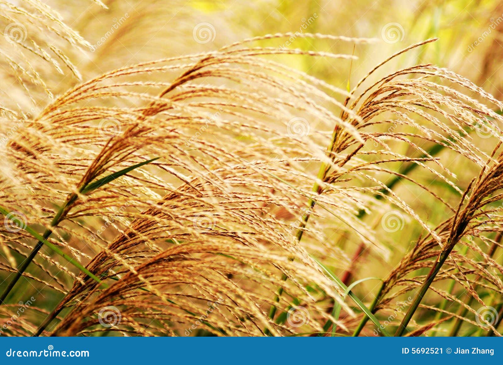 Autumn Weed stock image. Image of season, fluffy, windy - 5692521