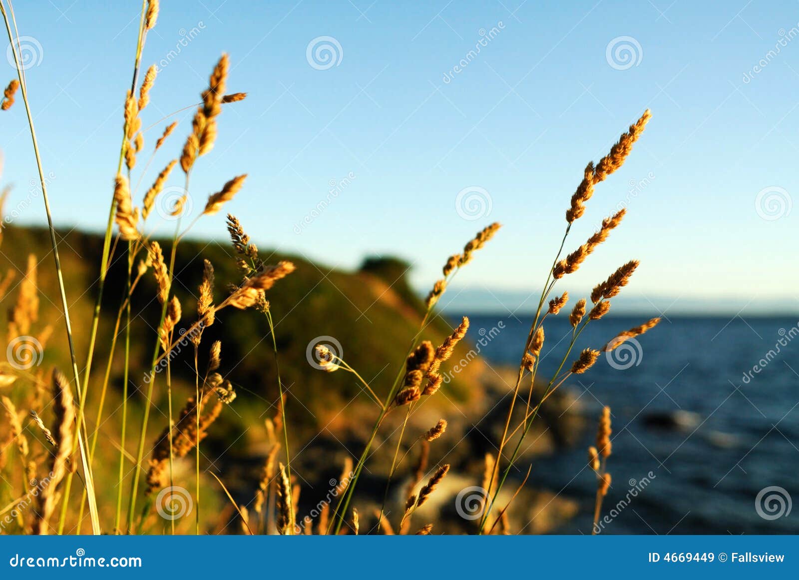 Autumn weeds stock image. Image of waterfront, british - 4669449