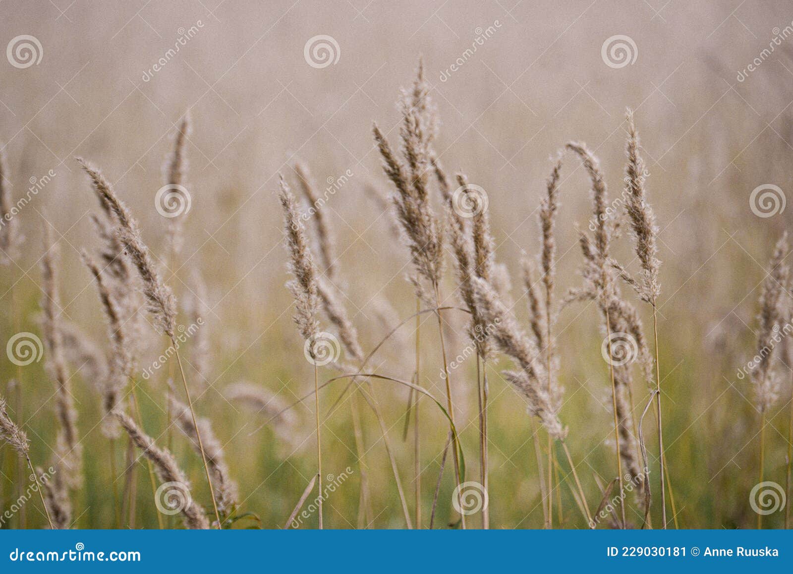 Autumn weeds in the field stock image. Image of grassland - 229030181