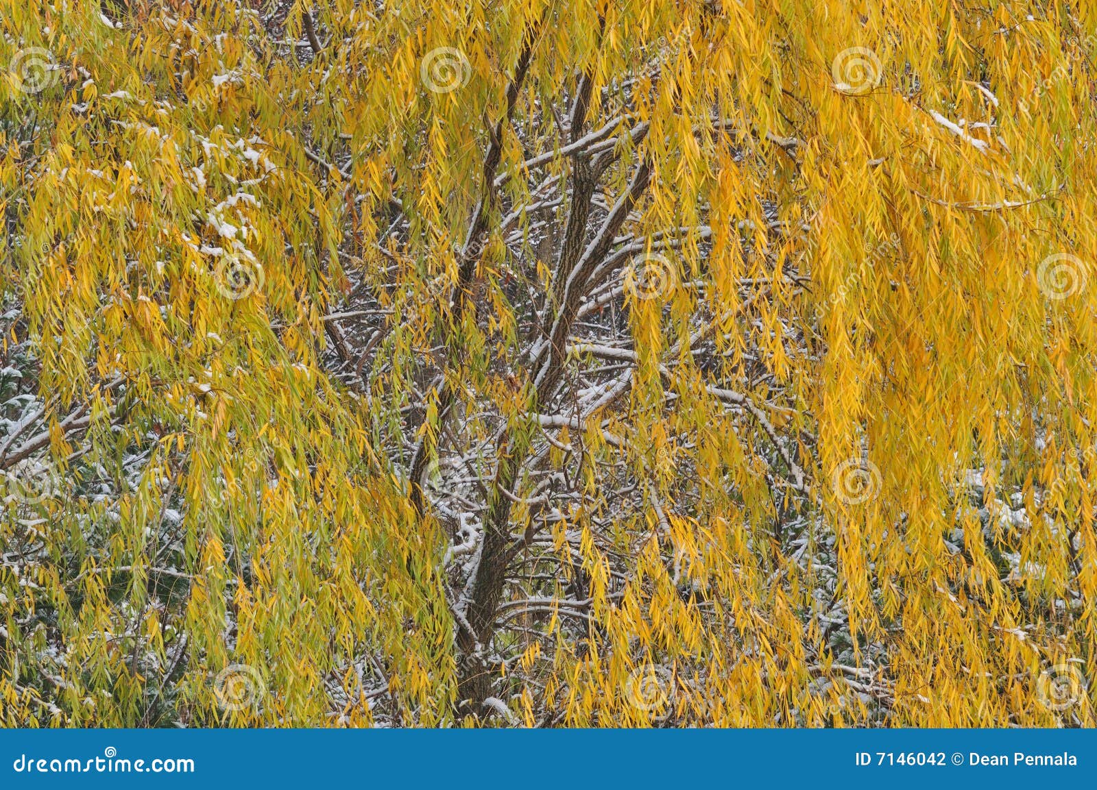Autumn Weeping Willow stock photo. Image of golden, seasons - 7146042