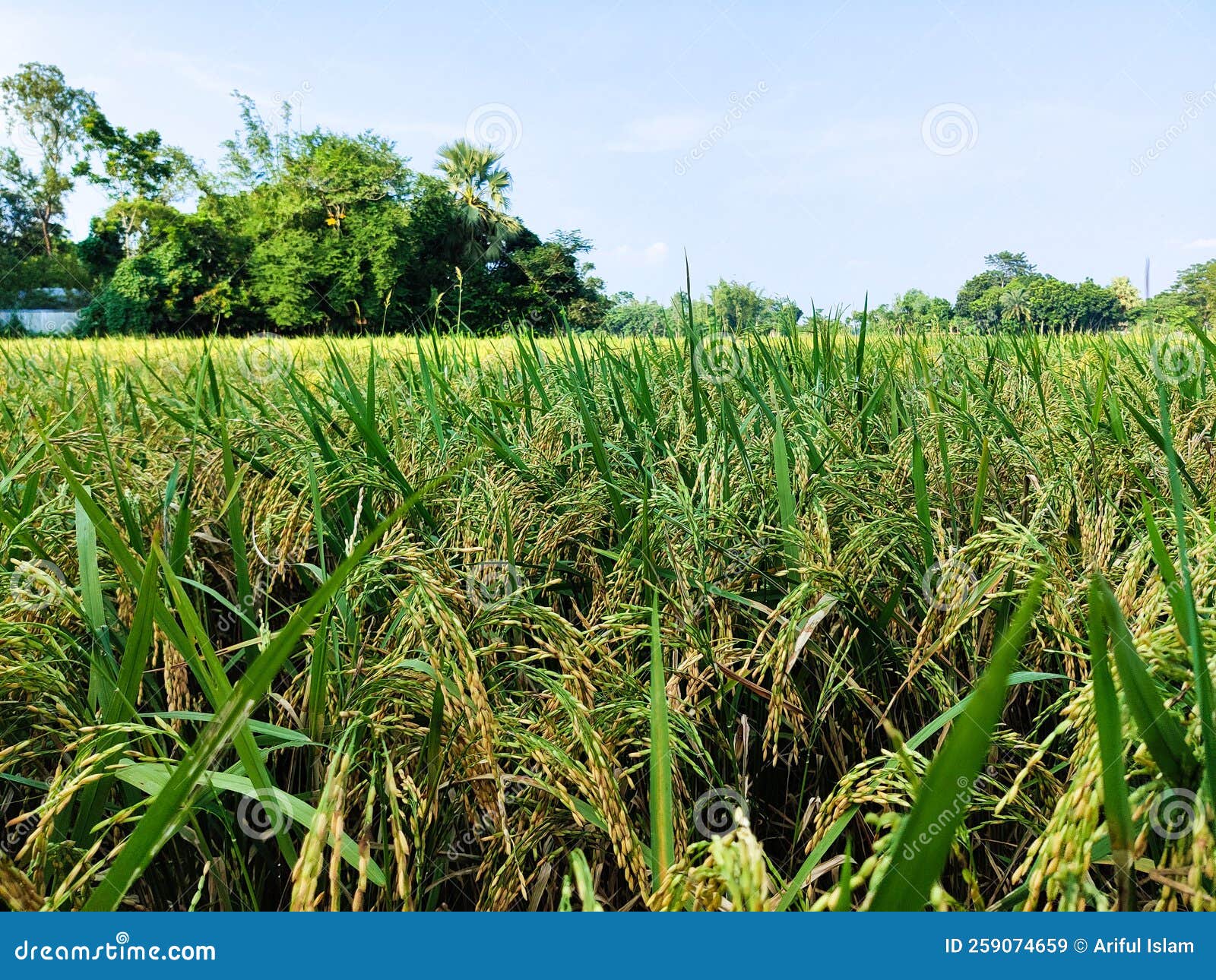 Autumn, Well-grown Rice Time in Harvest. Stock Image - Image of ...
