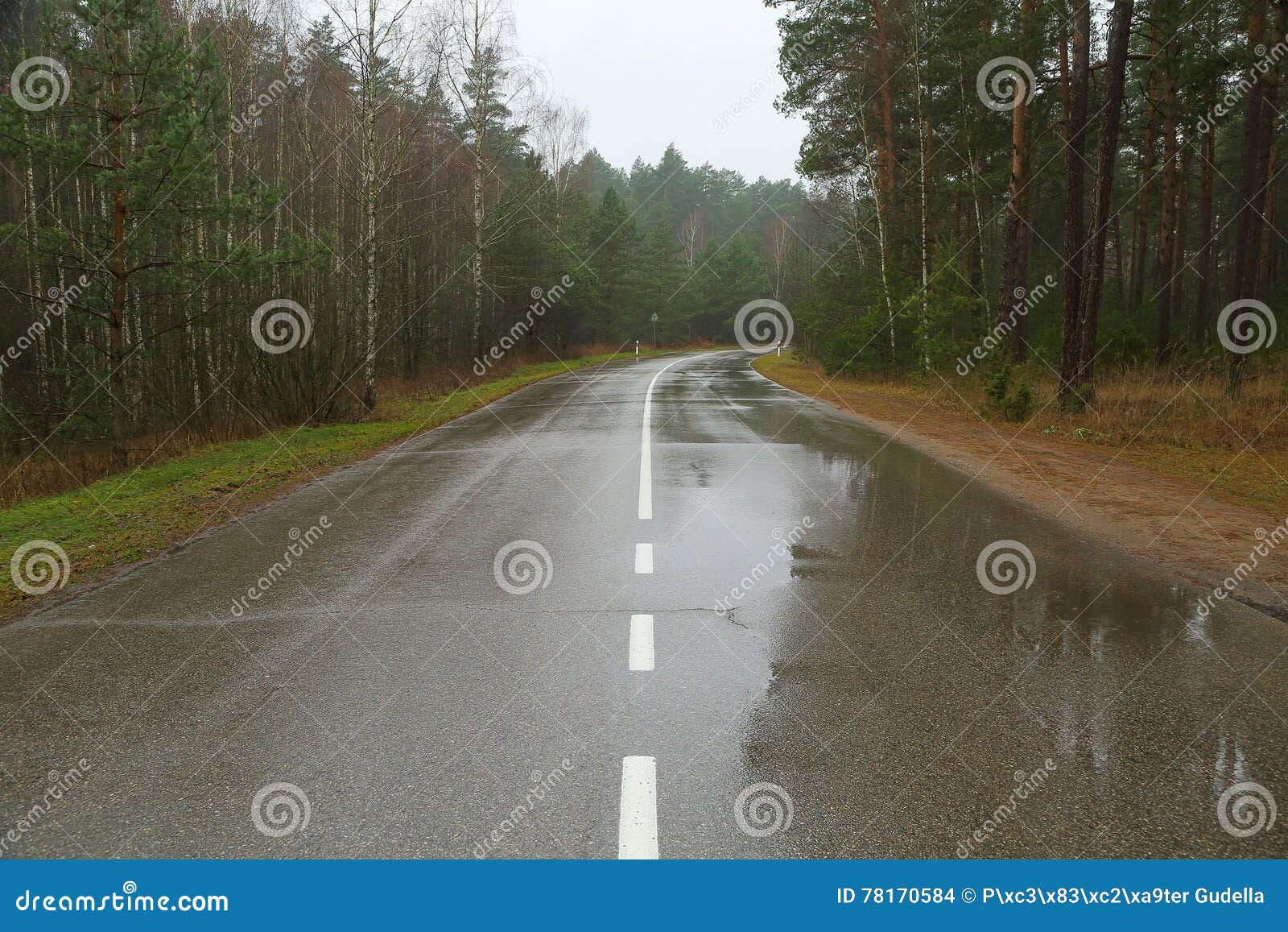 Autumn Wet Road stock photo. Image of fall, lane, pine - 78170584